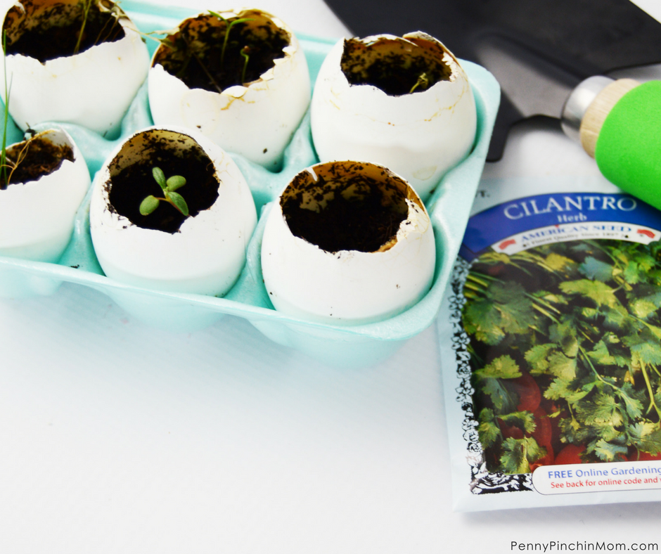 Egg Shell Seed Starters | An eco-friendly way to start your seeds indoors!