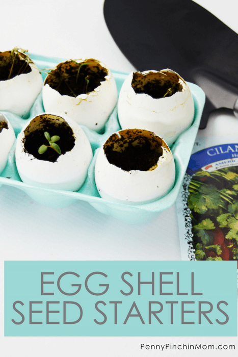 Egg Shell Seed Starters | An eco-friendly way to start your seeds indoors!